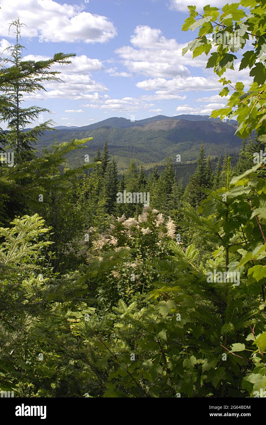 POLOUSE / IDAHO STATE/ USA . Idaho scenic mountian wood views 22 July ...