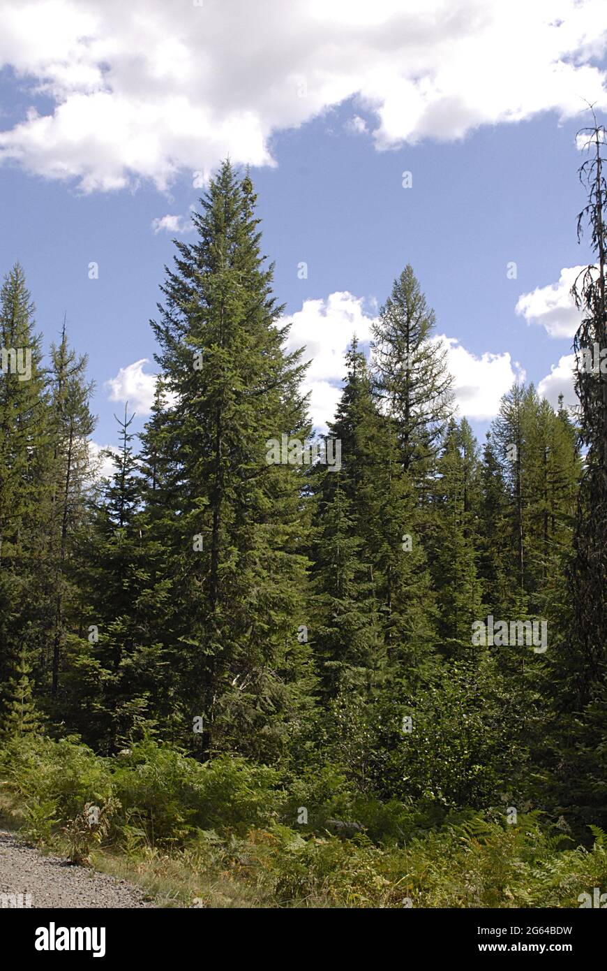 POLOUSE / IDAHO STATE/ USA . Idaho scenic mountian wood views 22 July ...