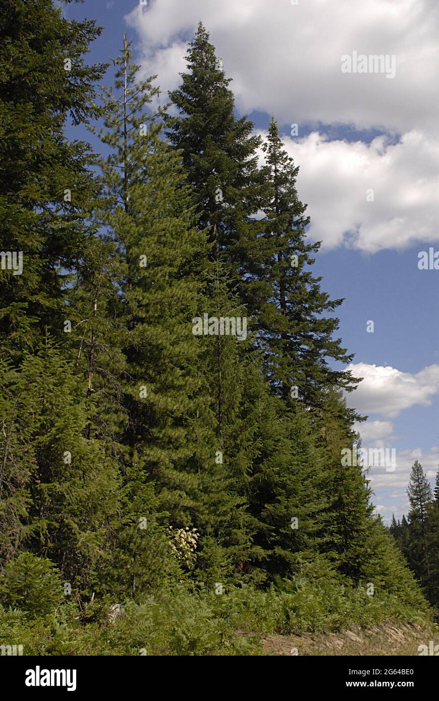 POLOUSE / IDAHO STATE/ USA . Idaho scenic mountian wood views 22 July ...