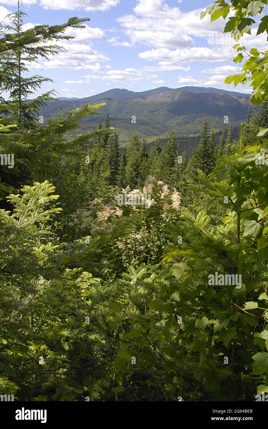 POLOUSE / IDAHO STATE/ USA . Idaho scenic mountian wood views 22 July ...