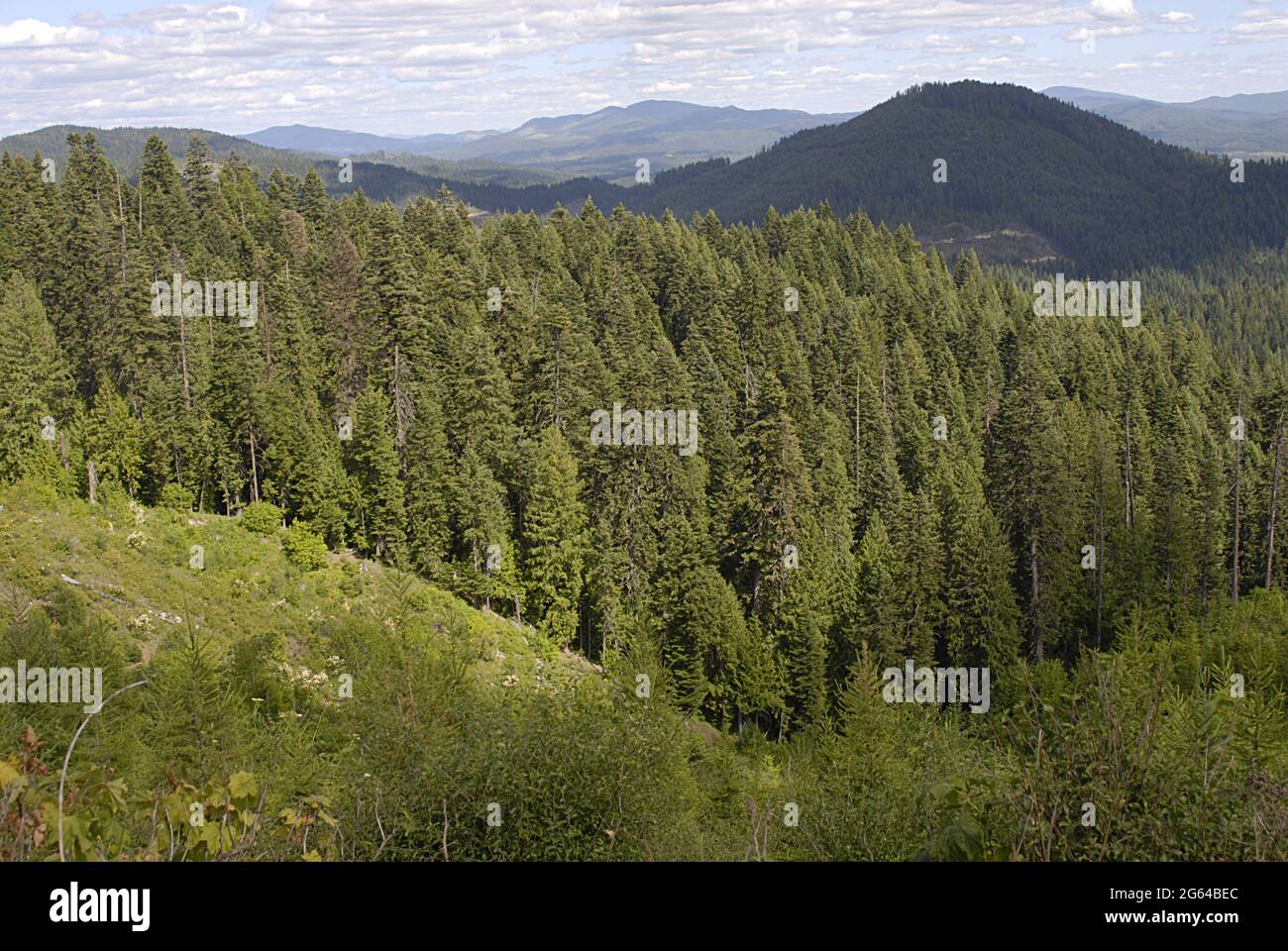 POLOUSE / IDAHO STATE/ USA . Idaho scenic mountian wood views 22 July ...
