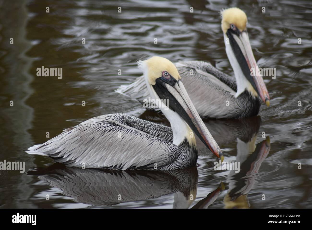 Gulf coast birds hi-res stock photography and images - Alamy