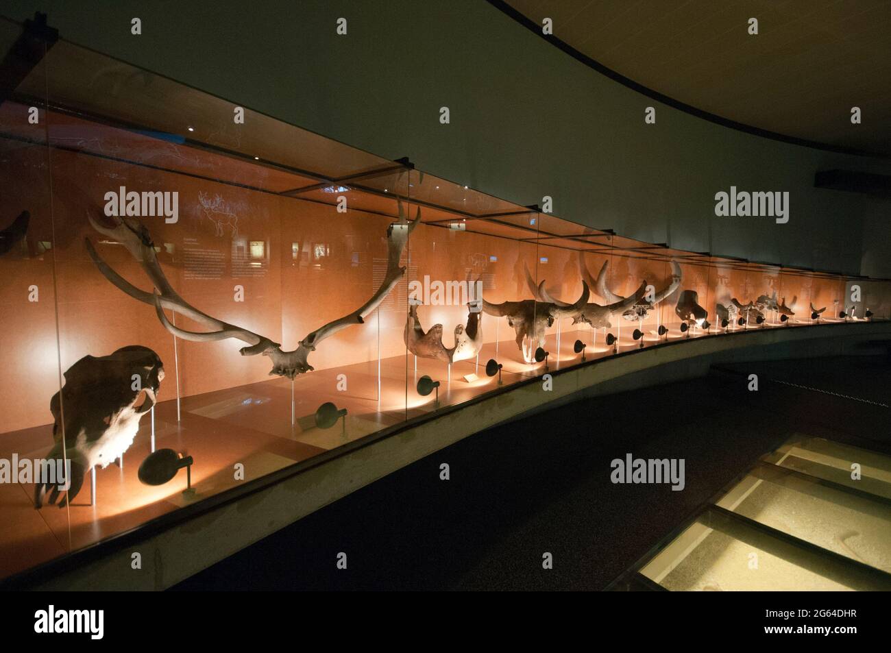 Skulls and antlers of mammals on display at nature museum Museonder in ...