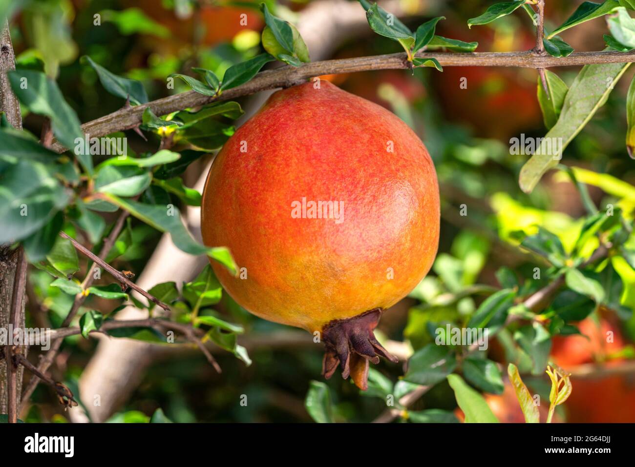 Single fruits hi-res stock photography and images - Alamy