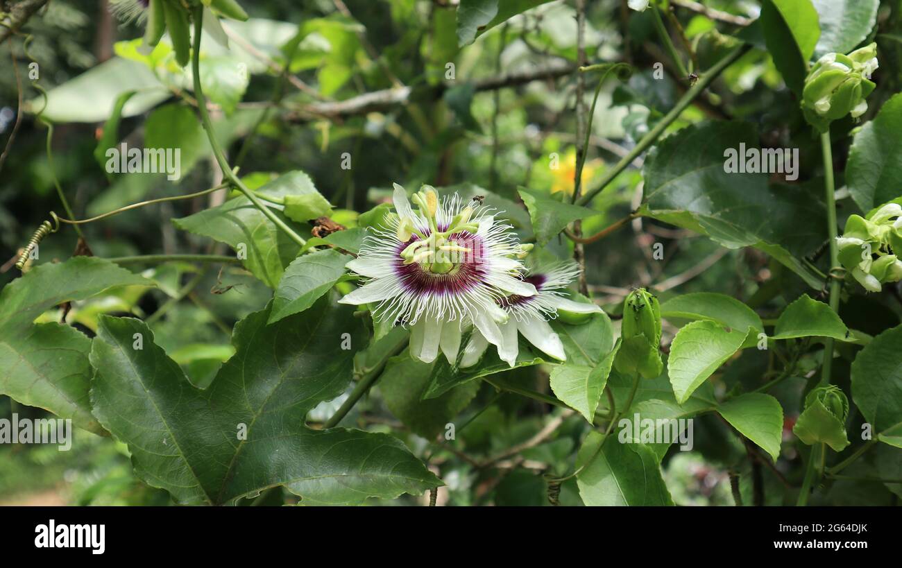 Passion fruit pollination hi-res stock photography and images - Alamy