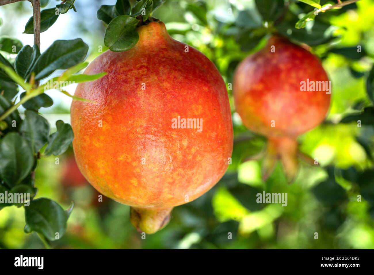 Edible tropical fruits hi-res stock photography and images - Alamy
