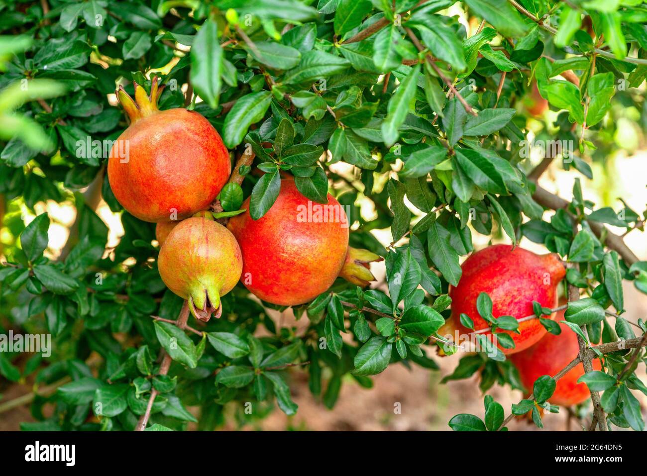 Close up showing bunch of Pomegranate fruits, Punica Granatum hanging ...