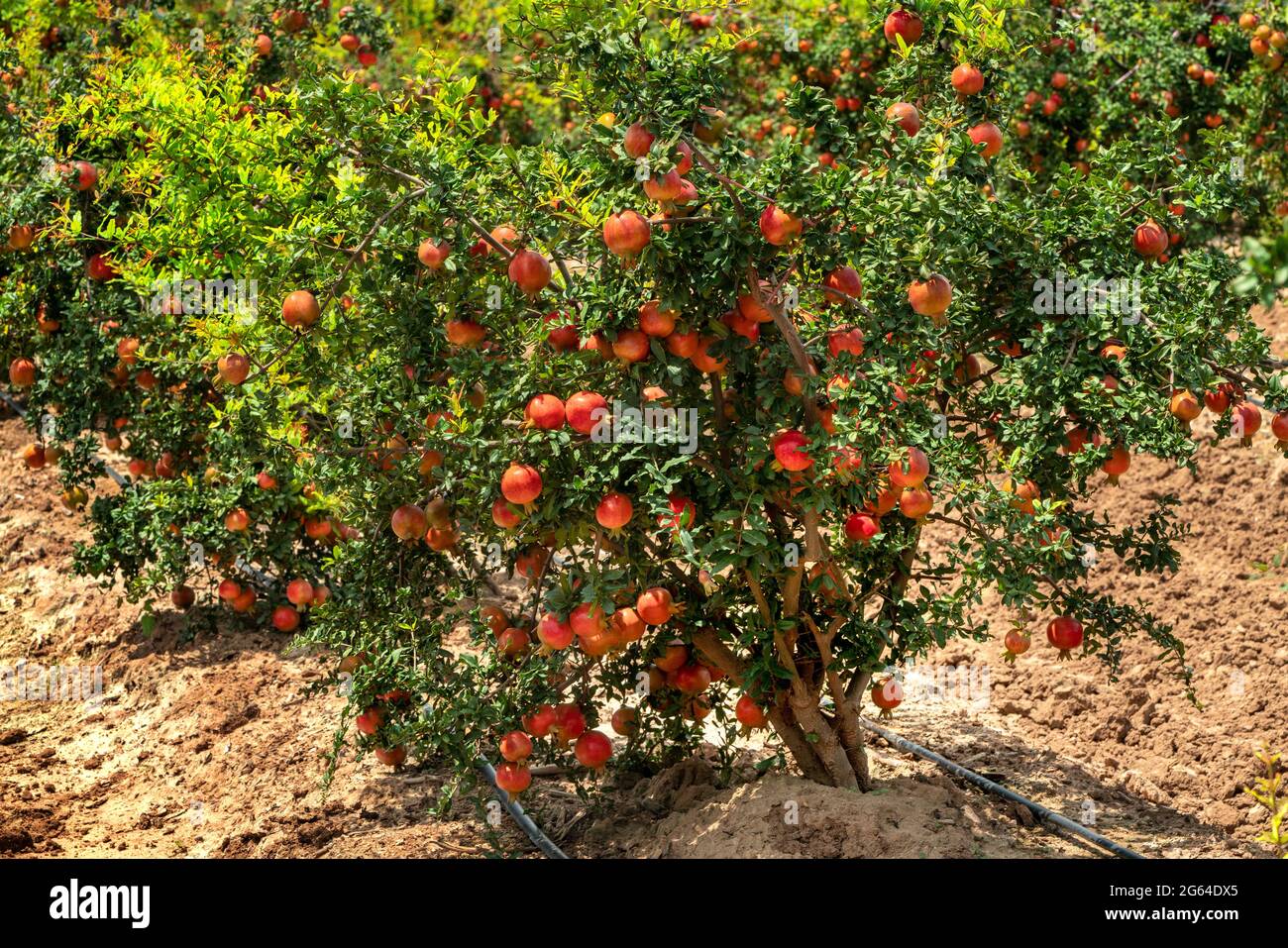 Bunches of red Pomegranate fruits, Punica Granatum hanging on shrub ...