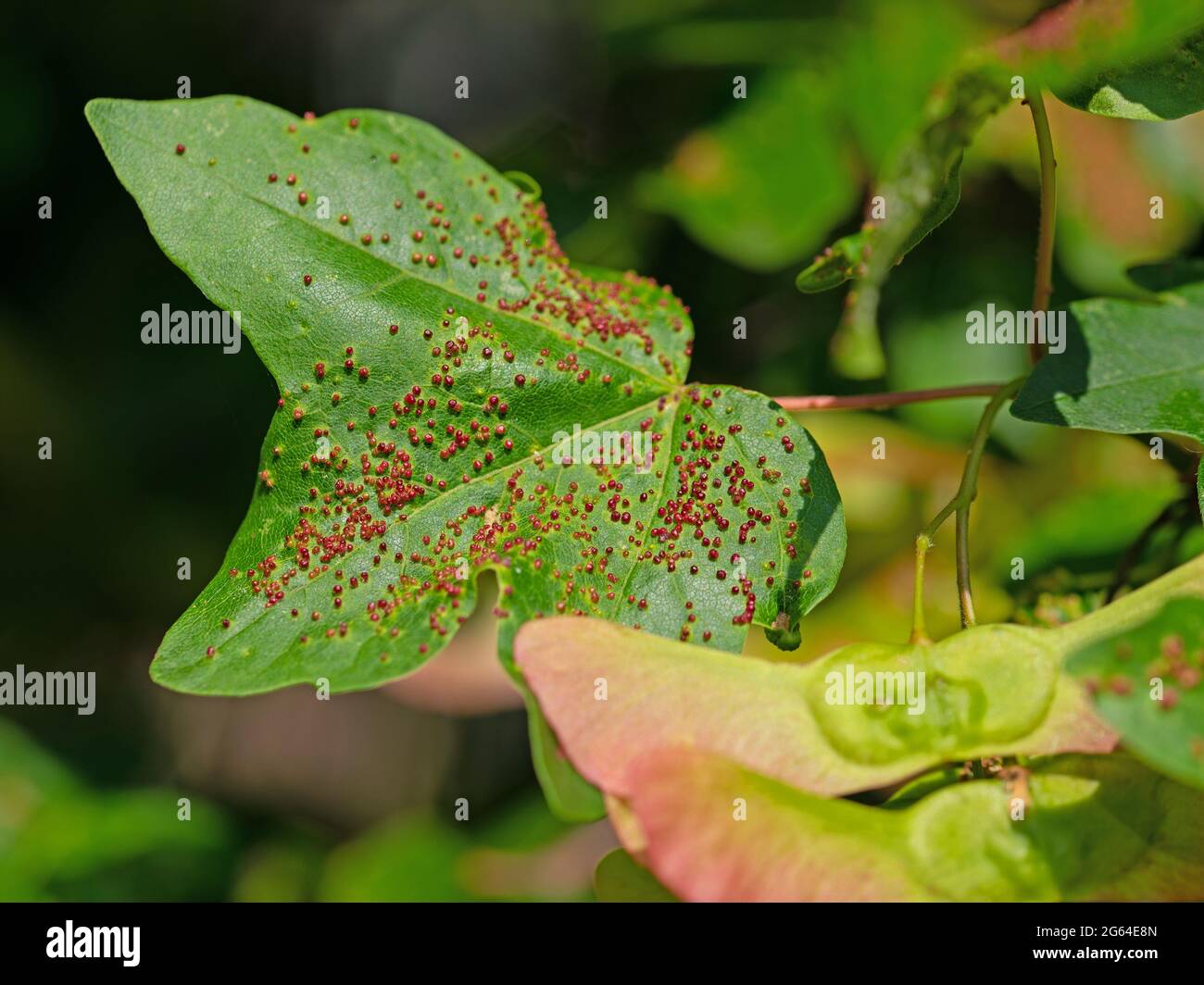 Maple gall mite, Aceria macrorhynchus Stock Photo - Alamy