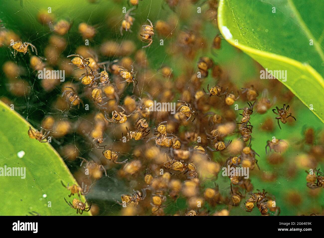 Closeup image of tiny yellow spiders connected to each other on the web ...