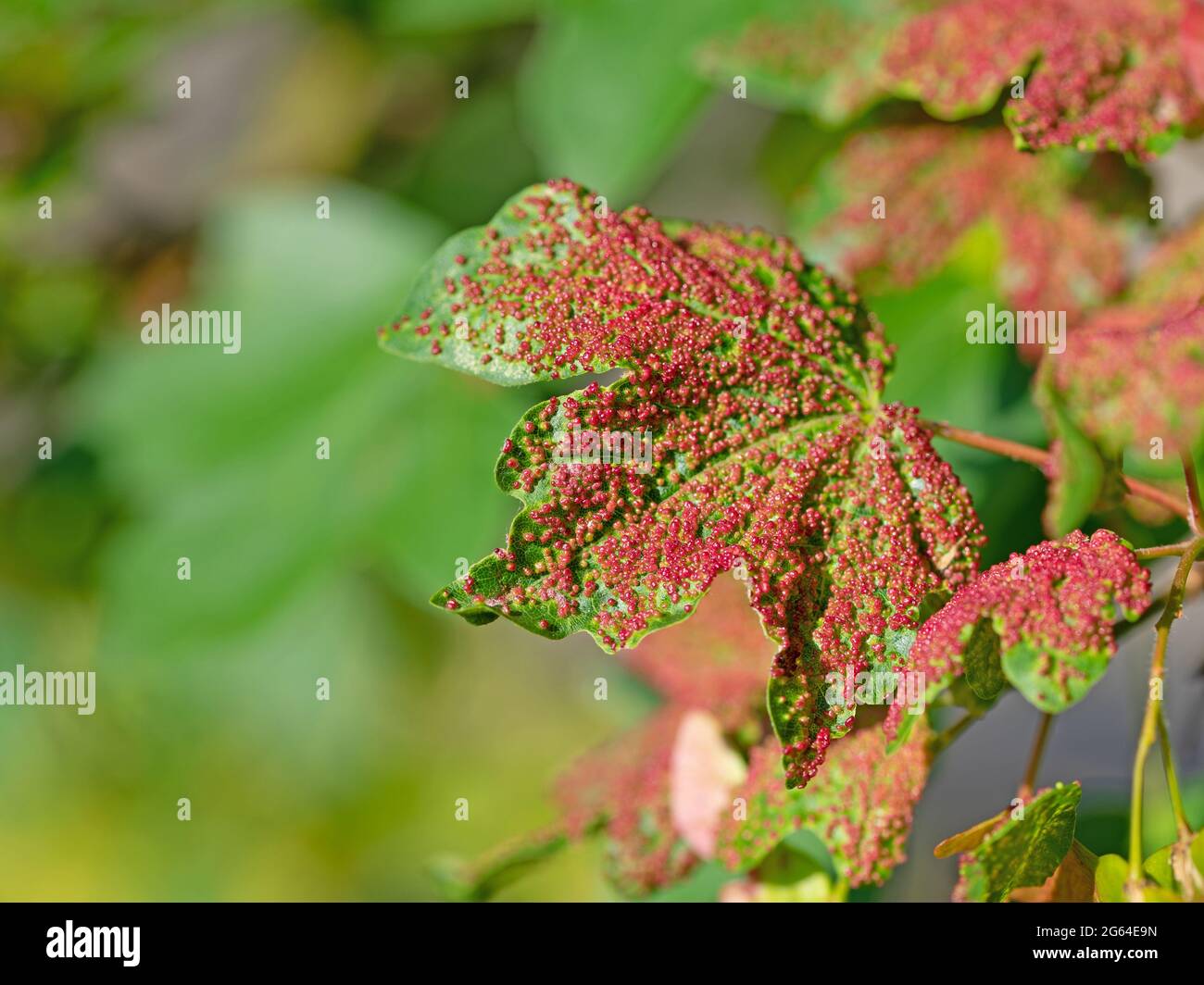 Maple gall mite, Aceria macrorhynchus Stock Photo - Alamy