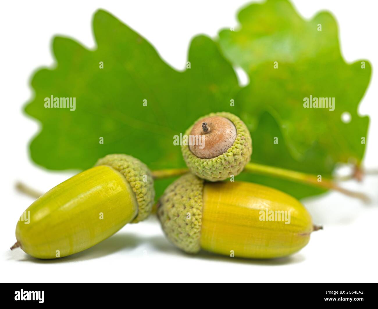 Quercus robur l hi-res stock photography and images - Alamy