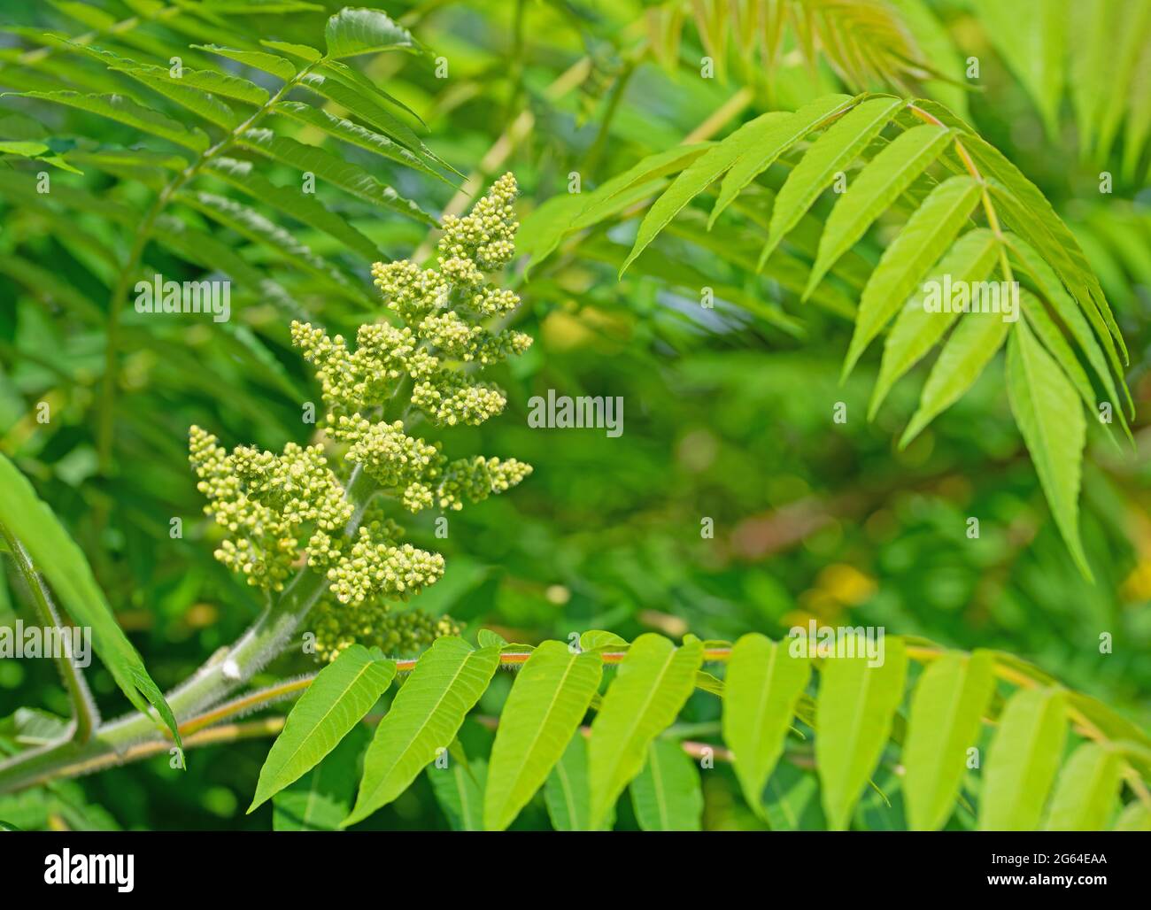 Flower buds from the vinegar tree, Rhus typhina Stock Photo - Alamy