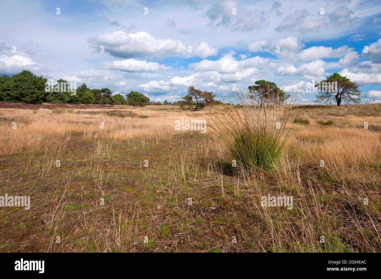 Landscape in De Hoge Veluwe National Park, Netherlands Stock Photo - Alamy