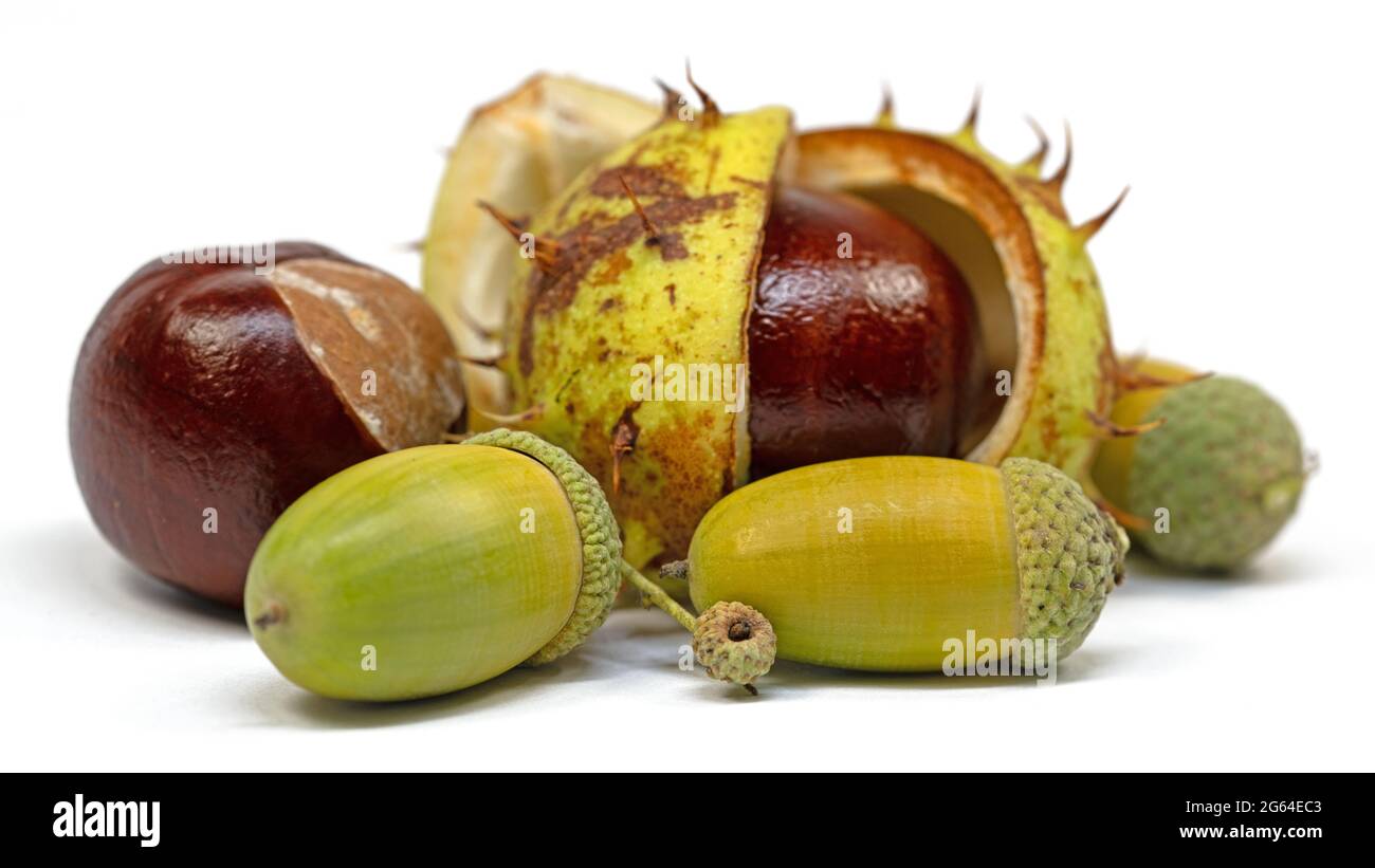 Chestnuts and acorns against a white background Stock Photo - Alamy