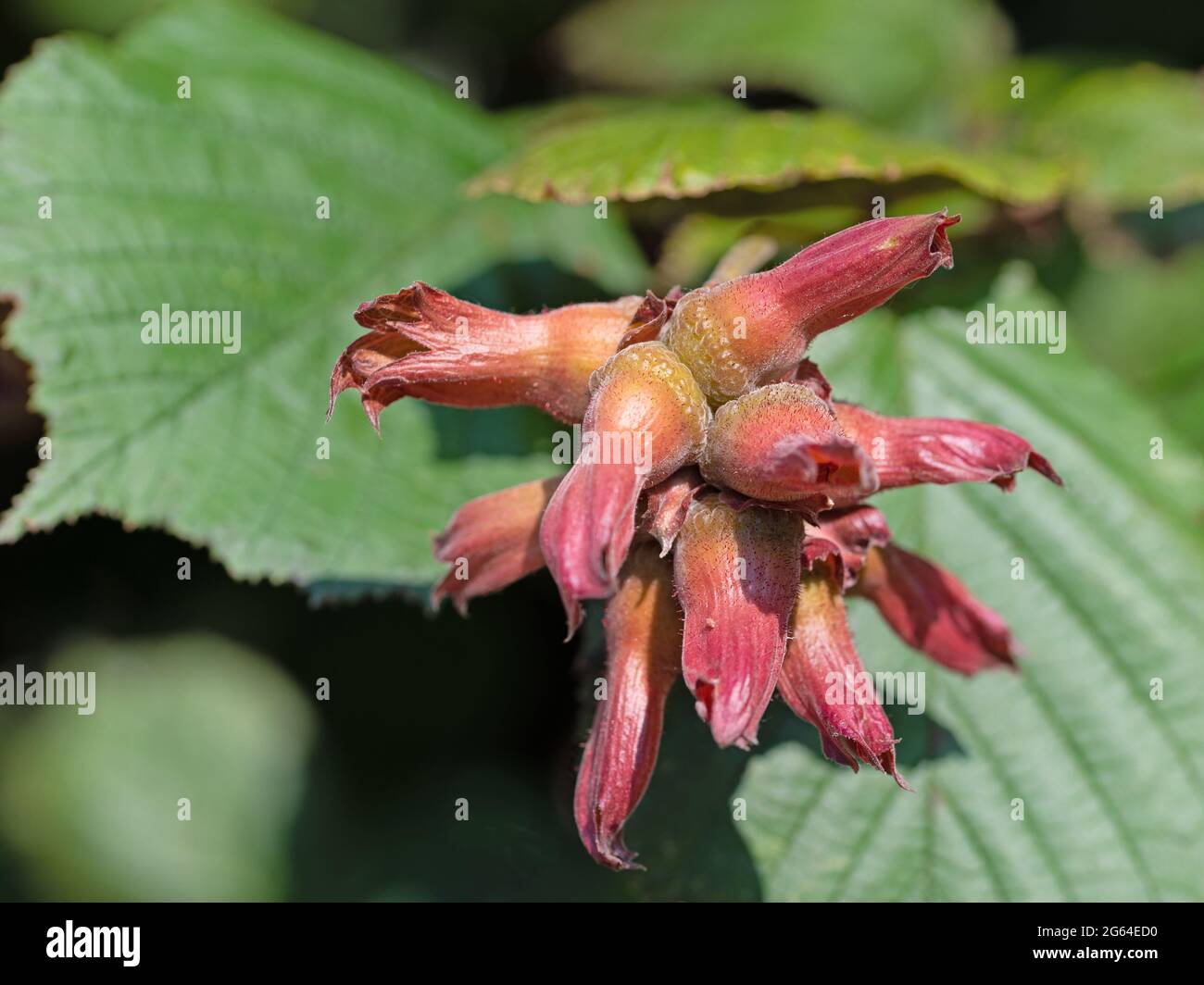 Hazelnut fruits hi-res stock photography and images - Alamy