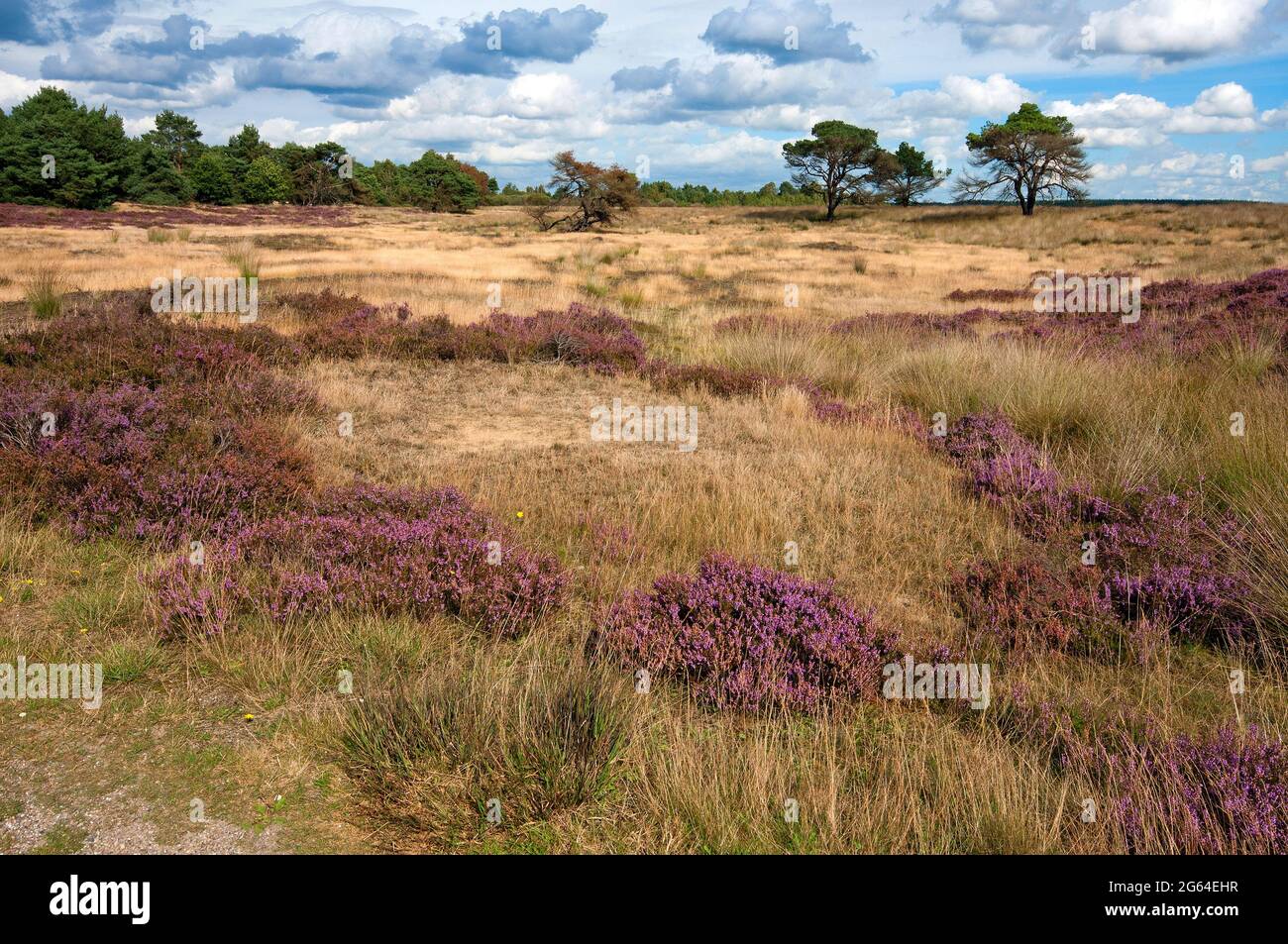 Landscape in De Hoge Veluwe National Park, Netherlands Stock Photo - Alamy