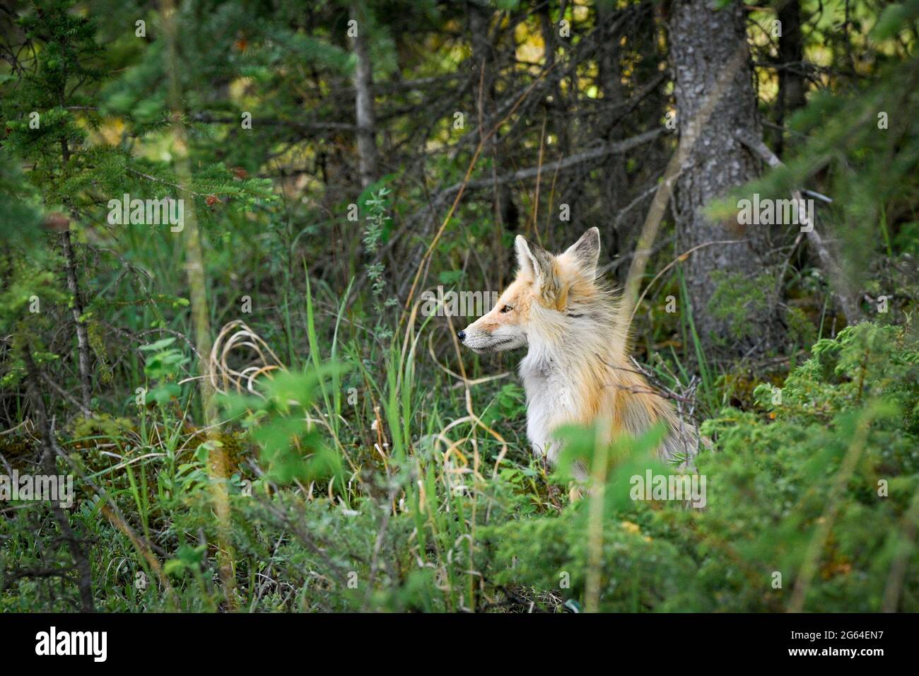 Fox alberta hi-res stock photography and images - Alamy