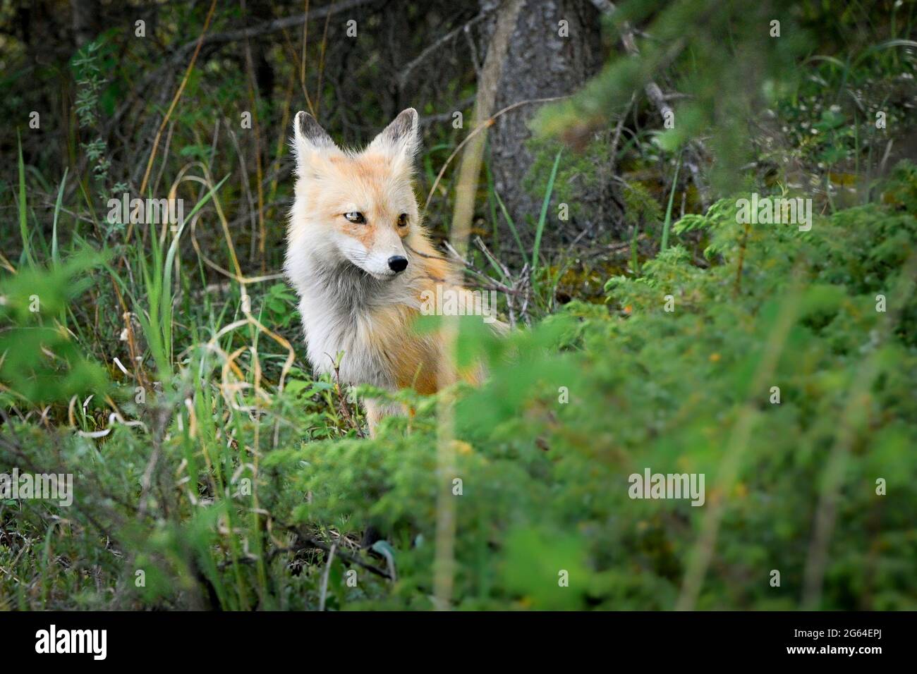 Fox, Banff National Park, Alberta, Canada Stock Photo - Alamy