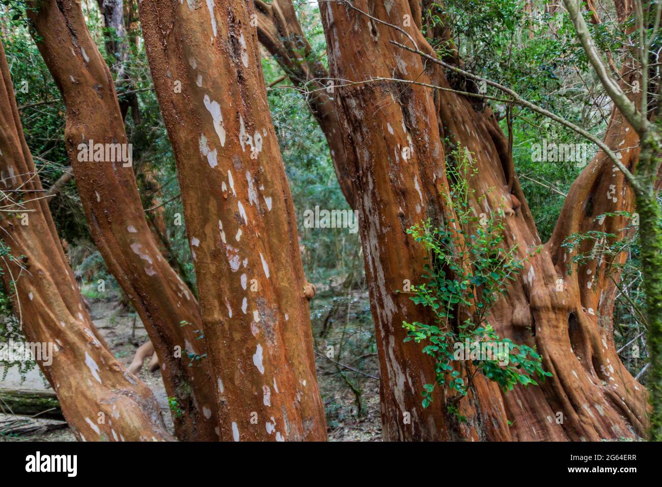Luma apiculata hi-res stock photography and images - Alamy
