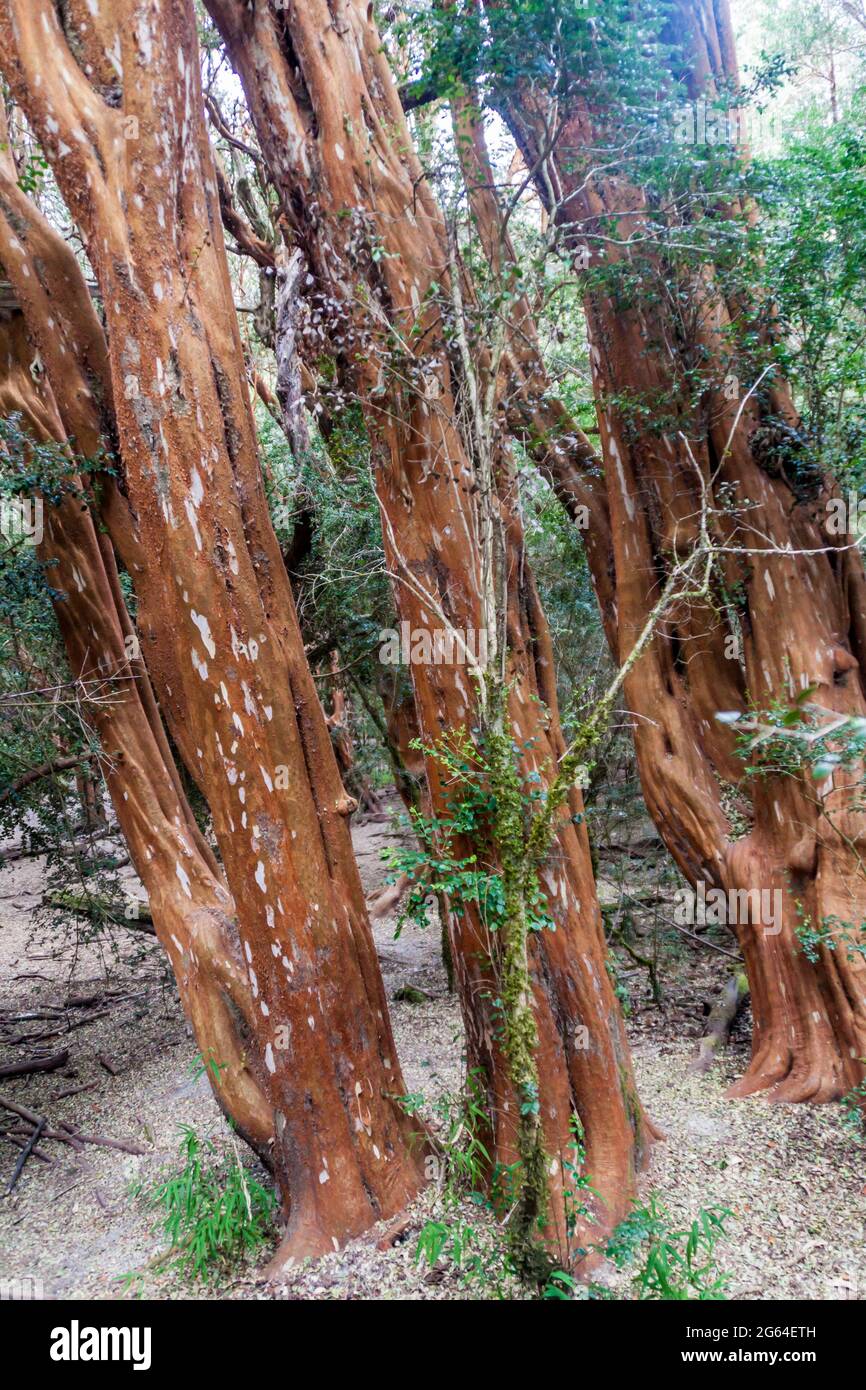 Luma apiculata hi-res stock photography and images - Alamy