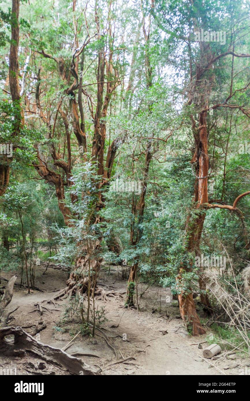 Arrayan tree hi-res stock photography and images - Alamy