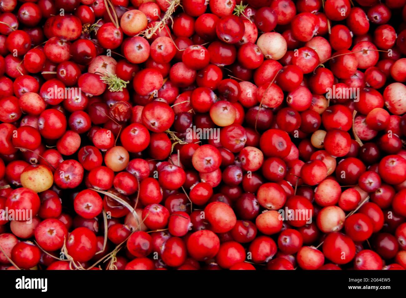 Cranberry background, berry texture. A lot of cranberries are scattered ...