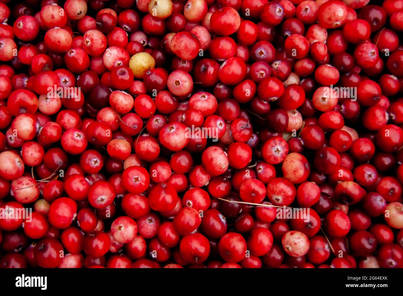 Cranberry background, berry texture. A lot of cranberries are scattered ...