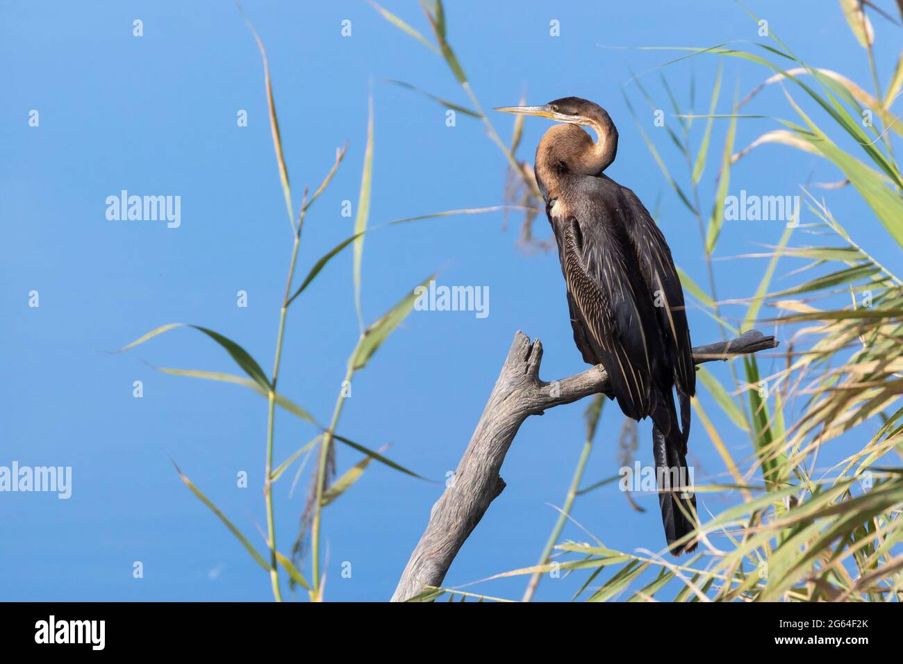 African Darter (Anhinga rufa) aka Snakebird, perched on reeds, Breede ...