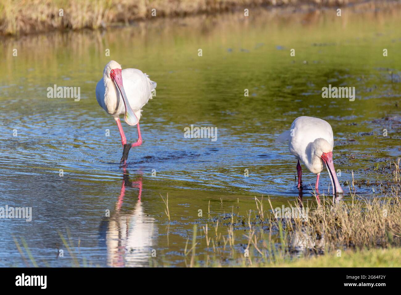African Spoonbill (Platalea alba), pair foraging in wetlands, Robertson ...