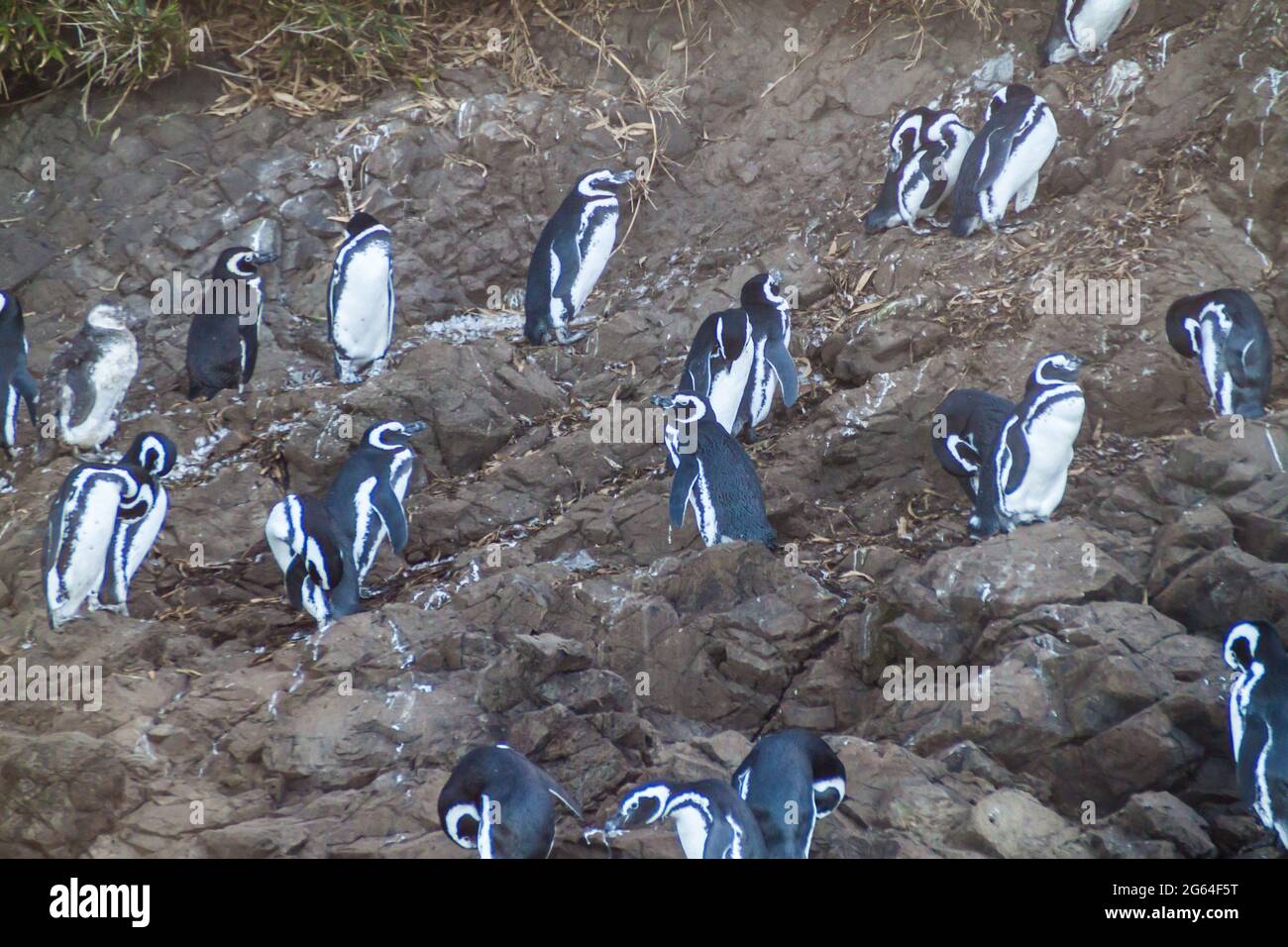 Fauna de chile hi-res stock photography and images - Alamy