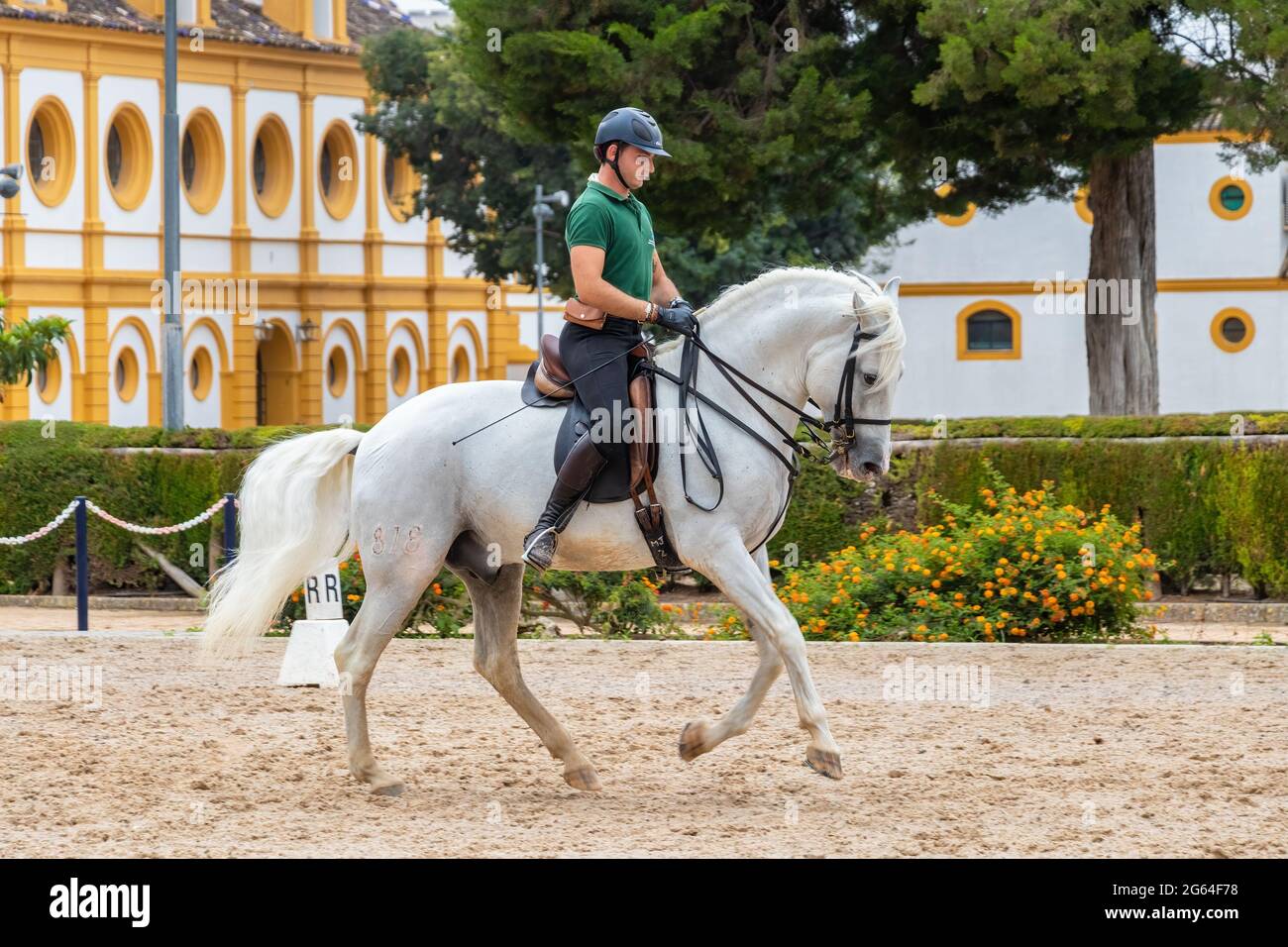 Andalusian horse dressage hi-res stock photography and images - Alamy