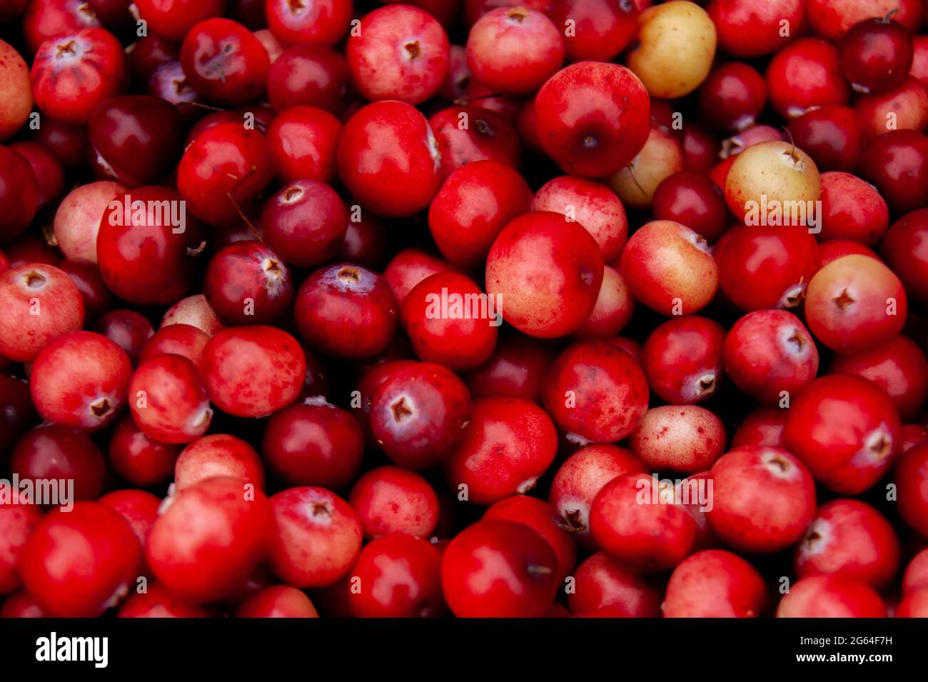 Cranberry background, berry texture. A lot of cranberries are scattered ...