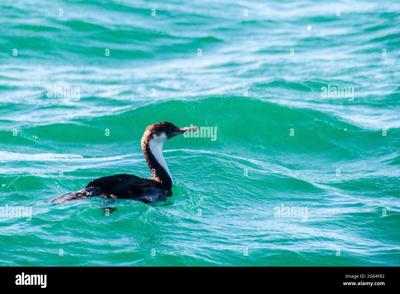 Cormorant in protected area Monumento Nacional Islotes de Punihuil on ...