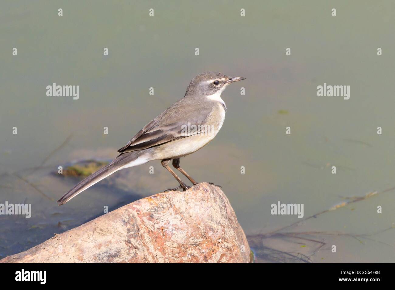 Cape Wagtail or Wells's Wagtail (Motacilla capensis) on rock at farm ...