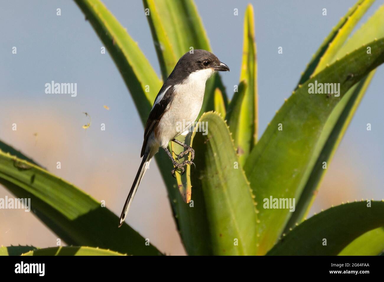 Southern Fiscal / Common Fiscal / Fiscal Shrike (Lanius collaris ...
