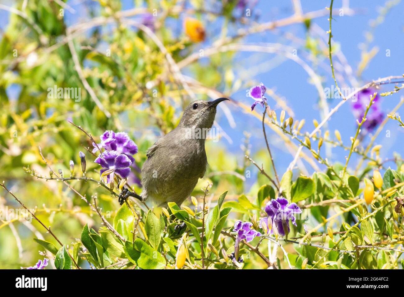 Female Southern Double-collared Sunbird (Cinnyris chalybeus chalybeus ...