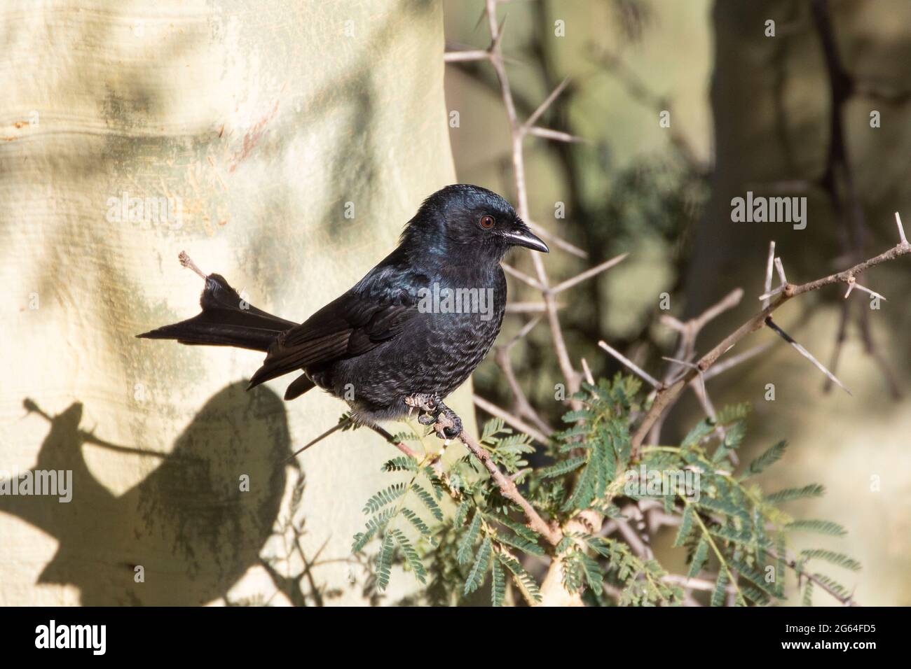Fork-tailed Drongo / African Drongo ( Dicrurus adsimilis) perched in ...