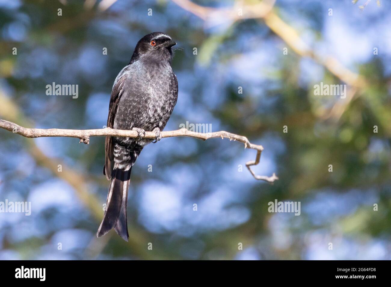 Black drongo mimicry hi-res stock photography and images - Alamy