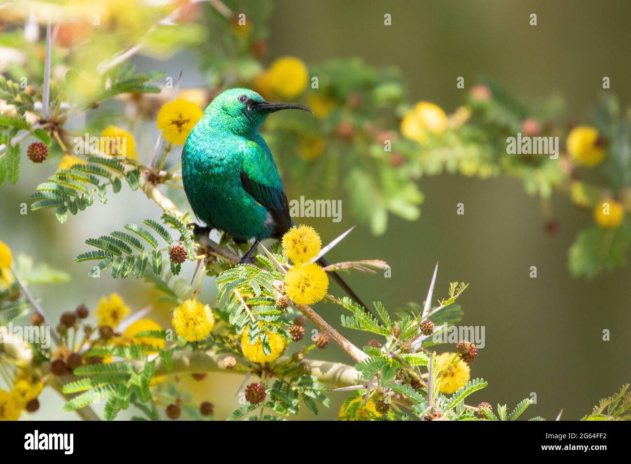 Malachite Sunbird breeding male (Nectarinia famosa) aka Yellow Tufted ...