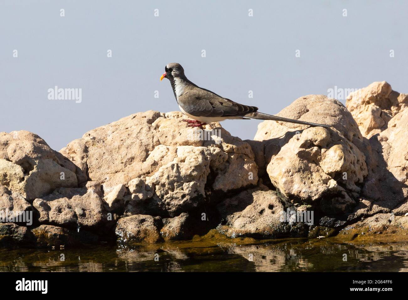 Namaqua Dove (Oena capensis) at waterhole, Kalahari, Northern Cape ...
