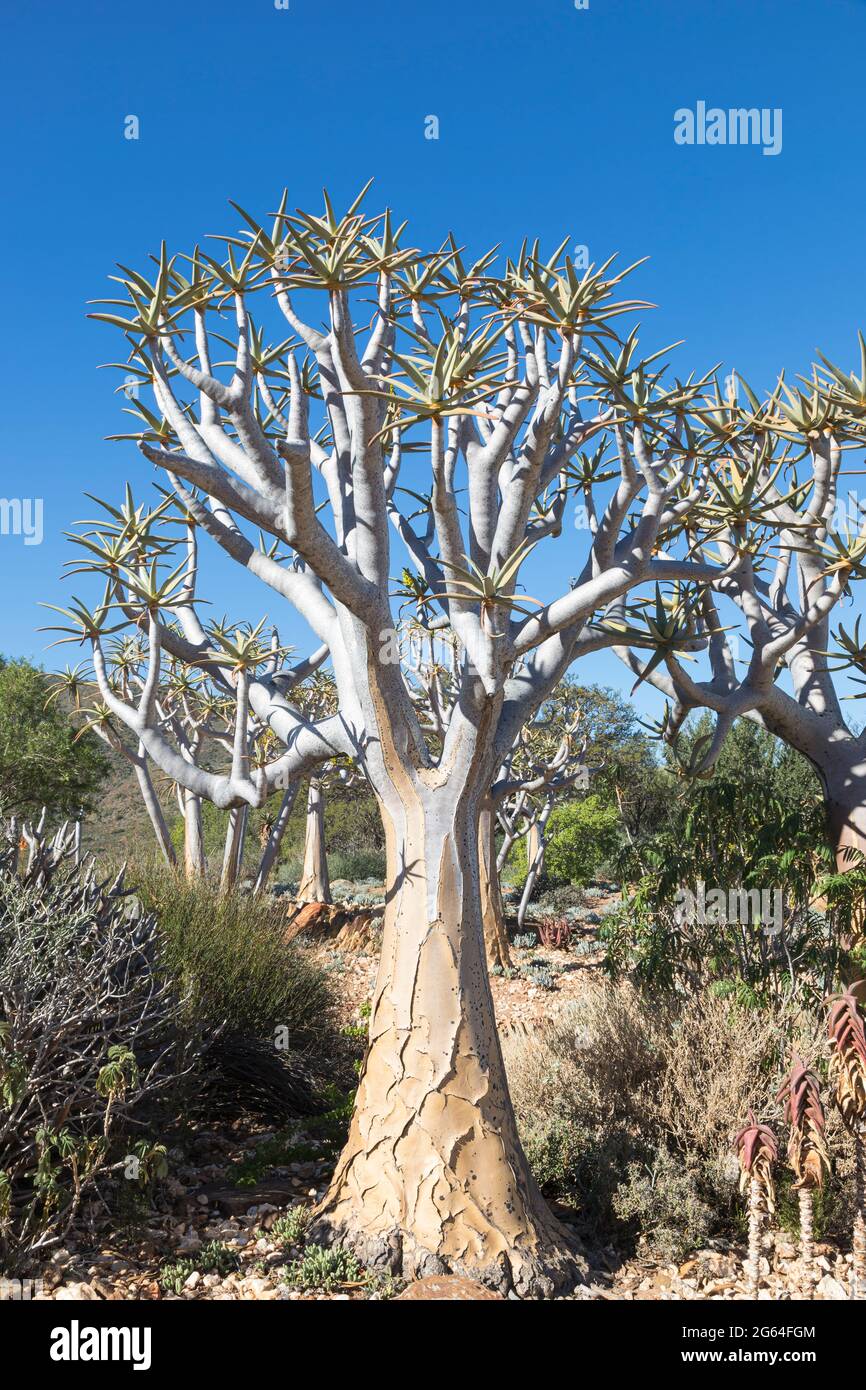 Aloe Dichotoma