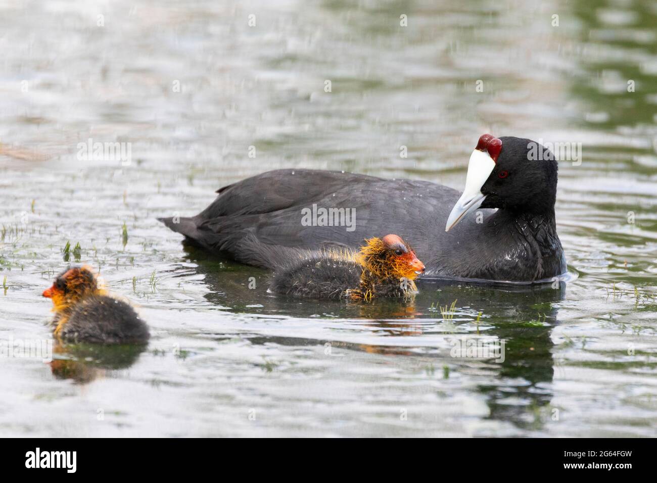 Red-knobbed Coot / Crested Coot (Fulica cristata) adult feeding chicks ...