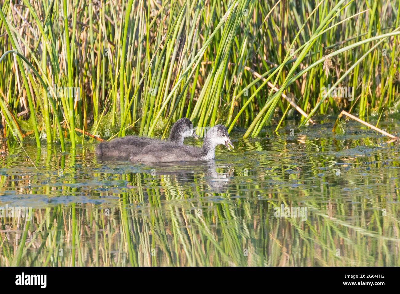 Young Red-knobbed Coot chicks (Fulica cristata) foraging for food on a ...