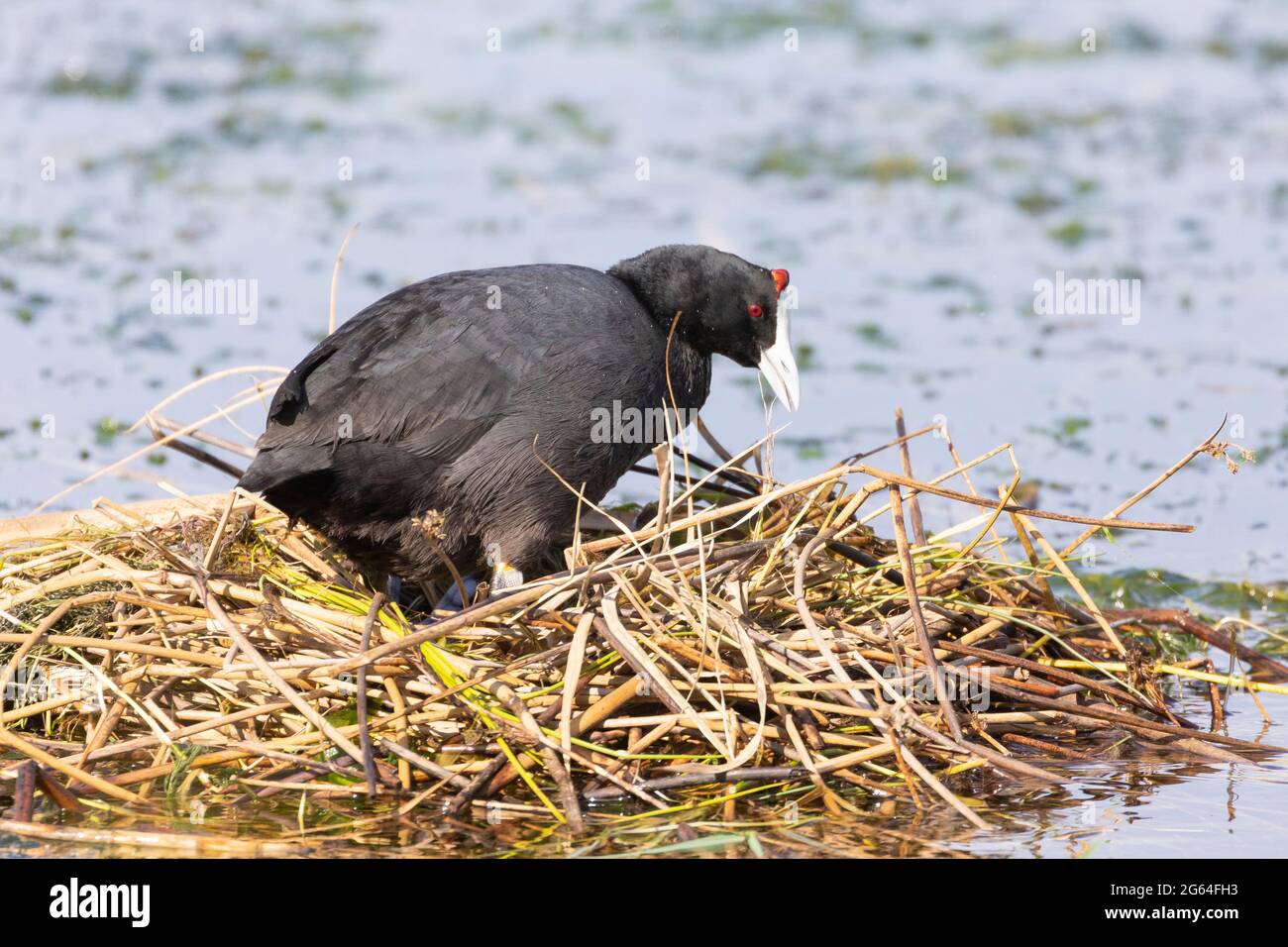 Crested coot nest hi-res stock photography and images - Alamy