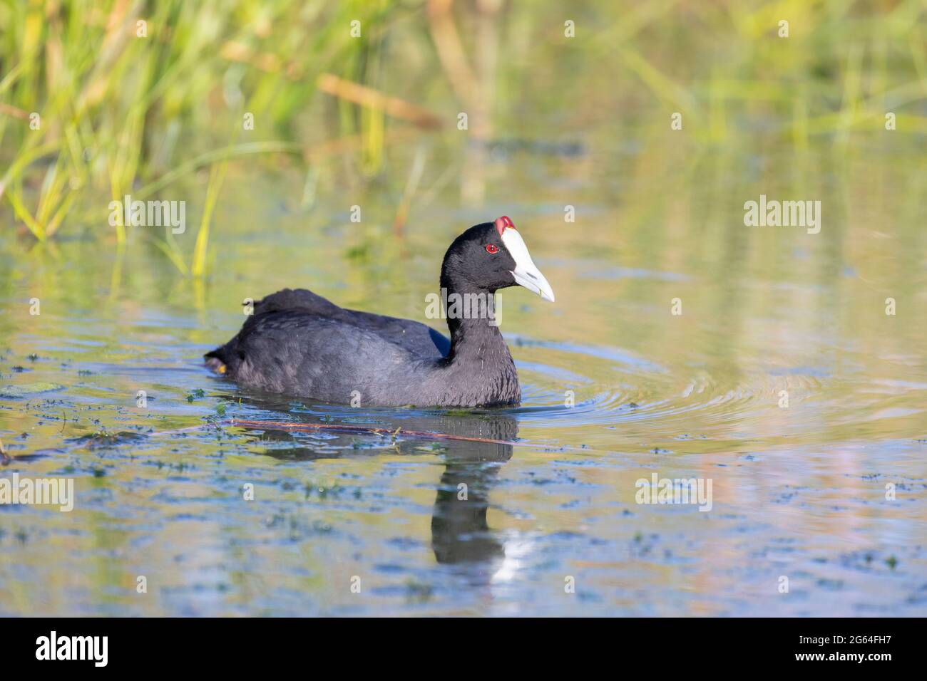 Red-knobbed Coot or Crested Coot (Fulica cristata) swimming on a farm ...