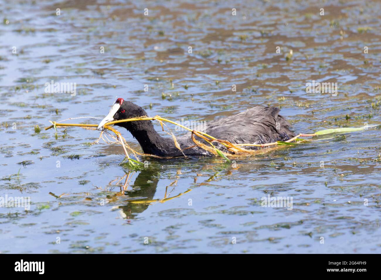 Red-knobbed Coot / Crested Coot (Fulica cristata) collecting nesting ...