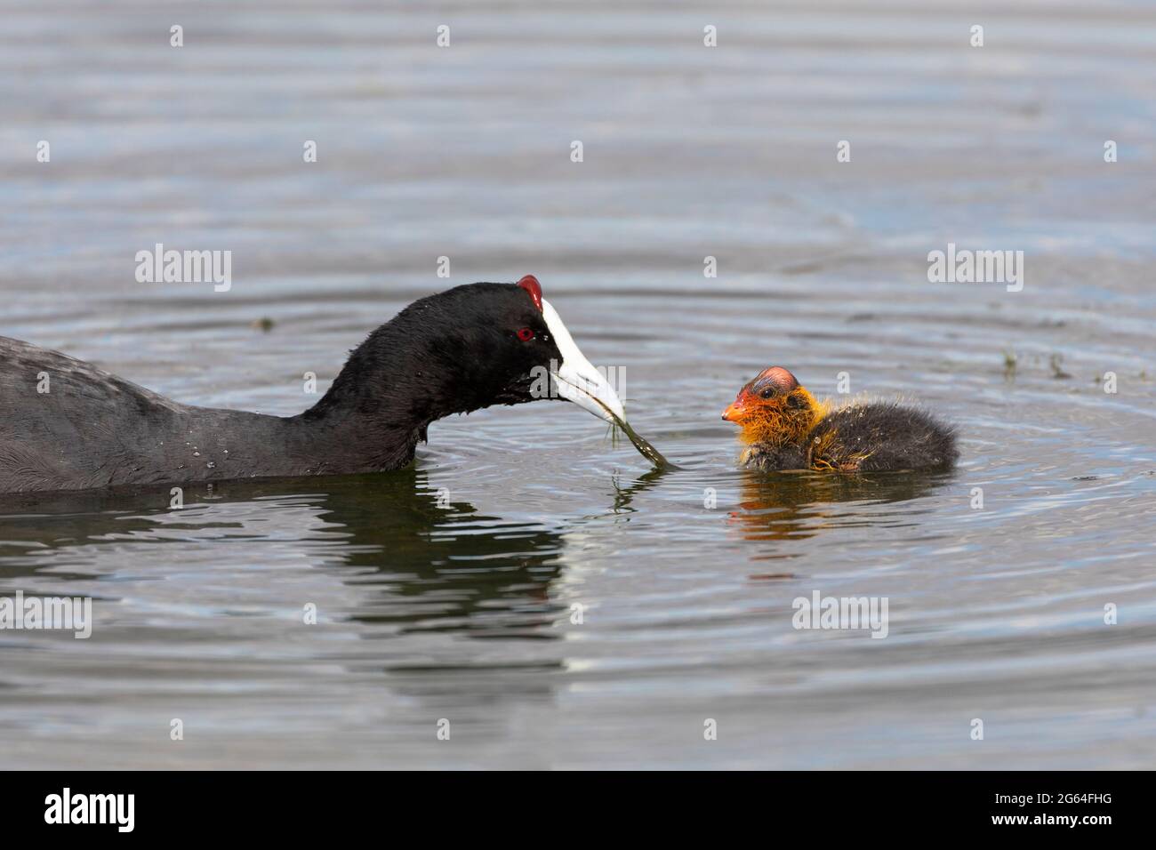 Red-knobbed Coot / Crested Coot (Fulica cristata) adult feeding chicks ...