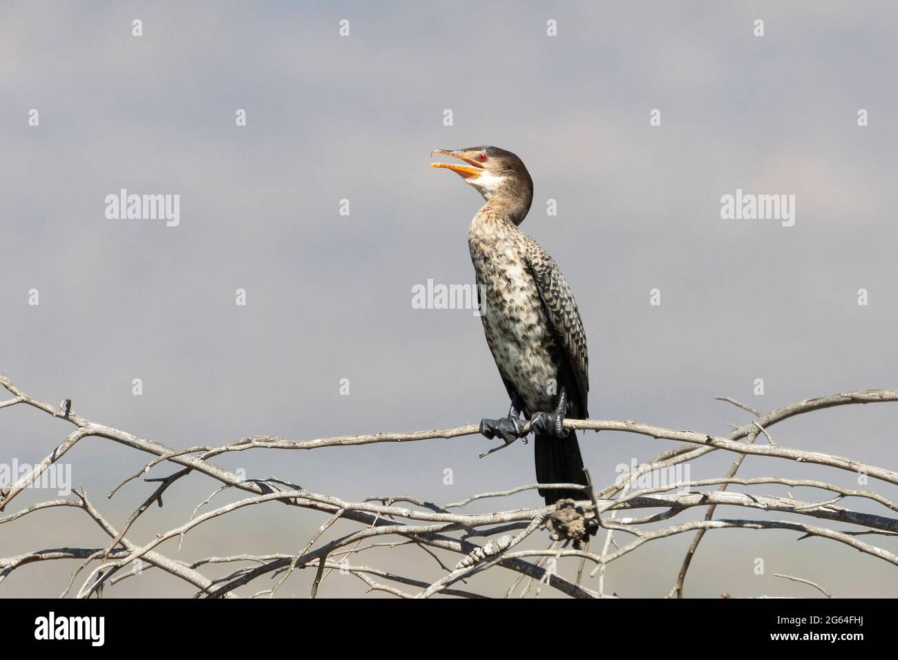 Reed Cormorant or Long-tailed Cormorant (Microcarbo africanus), gular ...