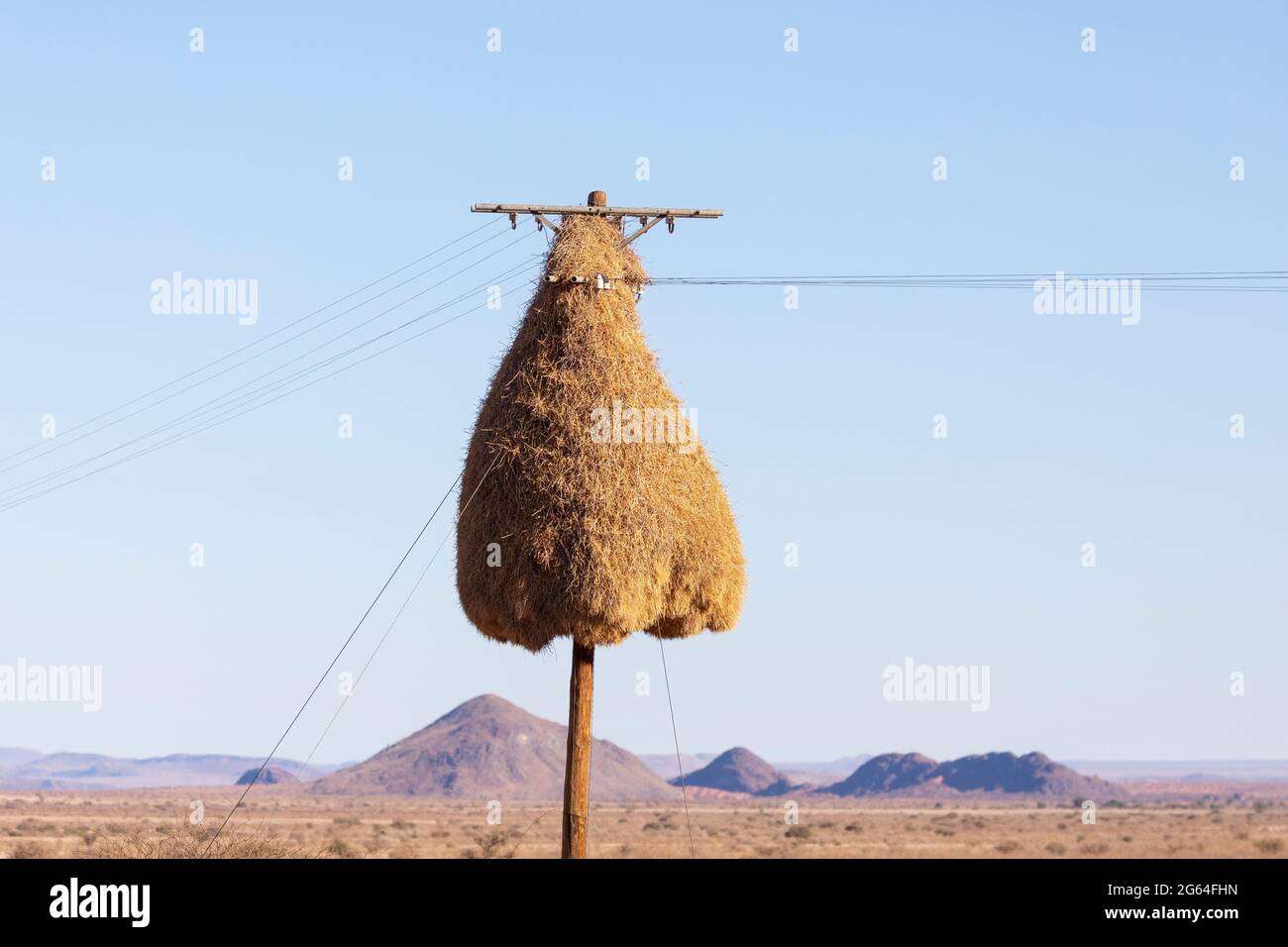 Large communal nest of the Sociable Weaver (Philetairus socius) built ...